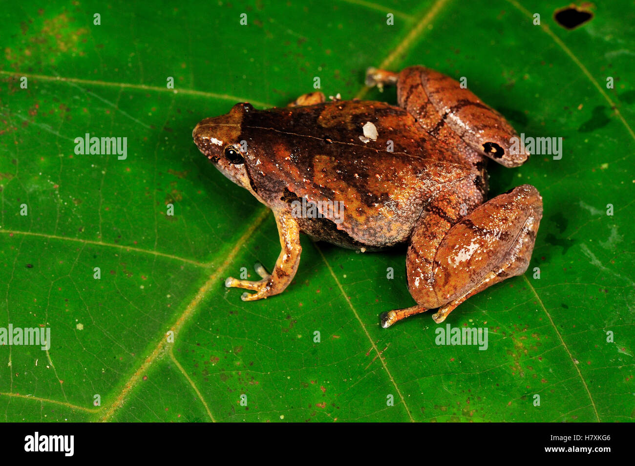Manthey's Narrow-mouthed Frog (Microhyla mantheyi), Forest Research ...