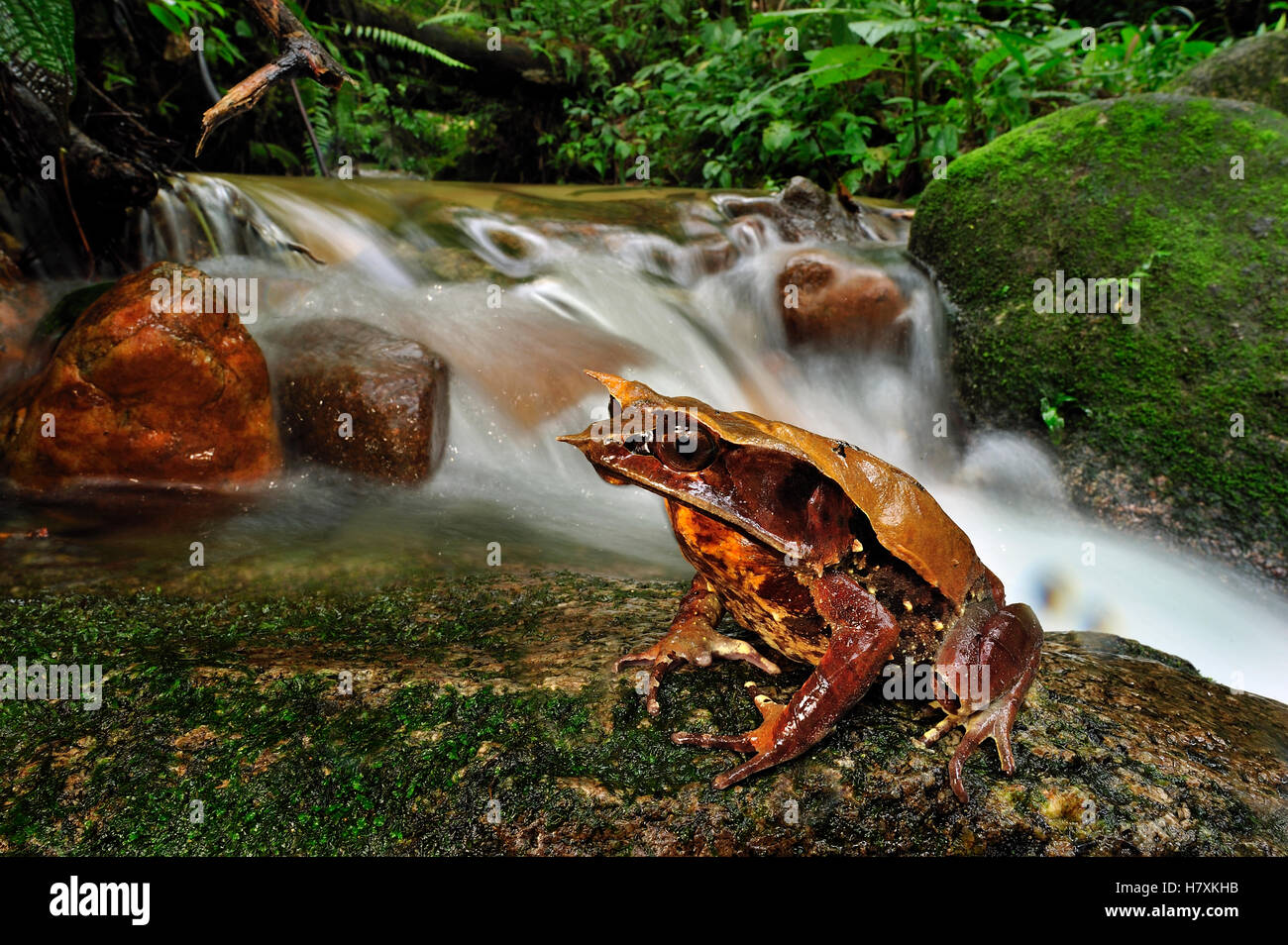 Asian Horned Frog (Megophrys nasuta) beside a creek, Cameron Highlands ...
