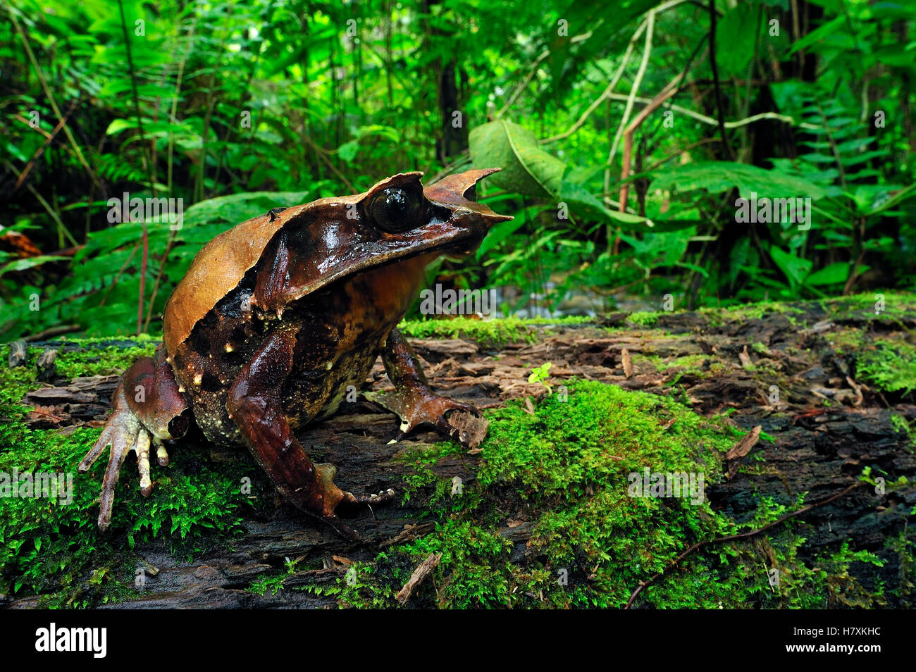 Asian Horned Frog (Megophrys nasuta) on log, Cameron Highlands ...