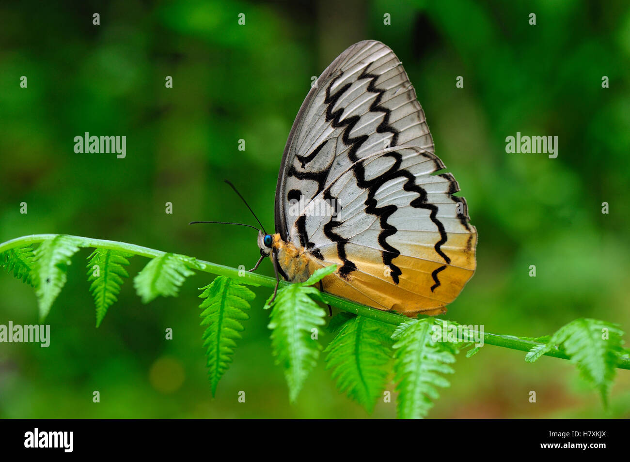 Pallid Faun (Melanocyma faunula) butterfly, Cameron Highlands, Malaysia ...