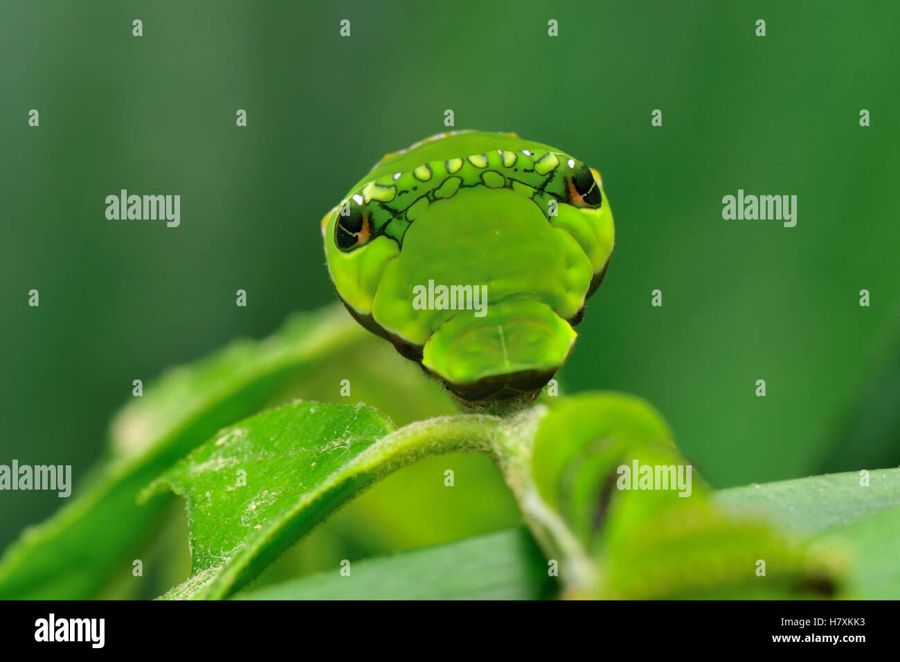 Swallowtail (Papilionidae) caterpillar showing false eyespots, Cameron ...