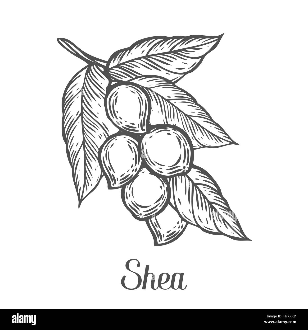 Shea butter tree hi-res stock photography and images - Alamy