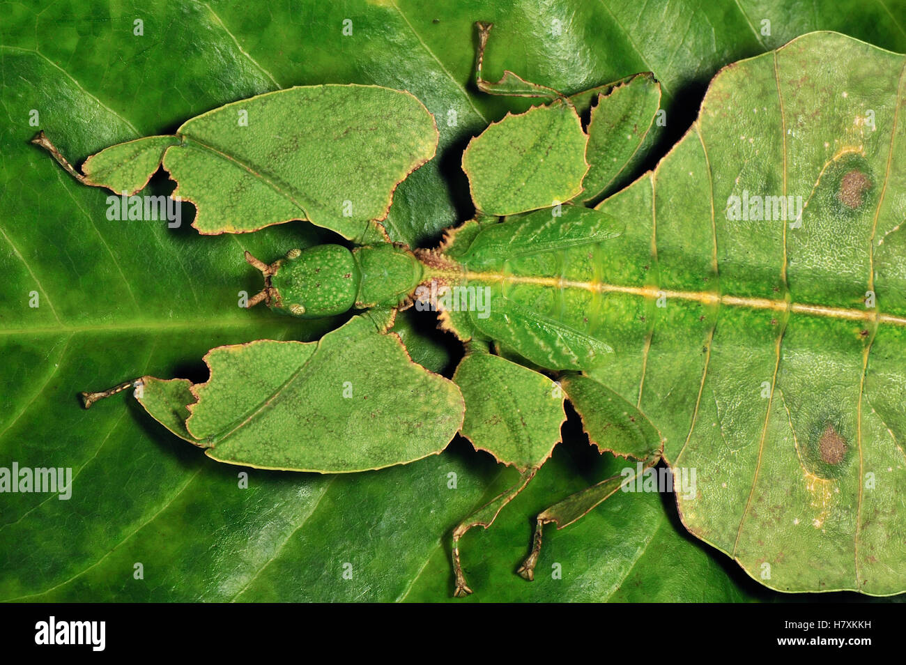 Walking Leaf (Phylliidae) mimicking leaf, Cameron Highlands, Malaysia ...
