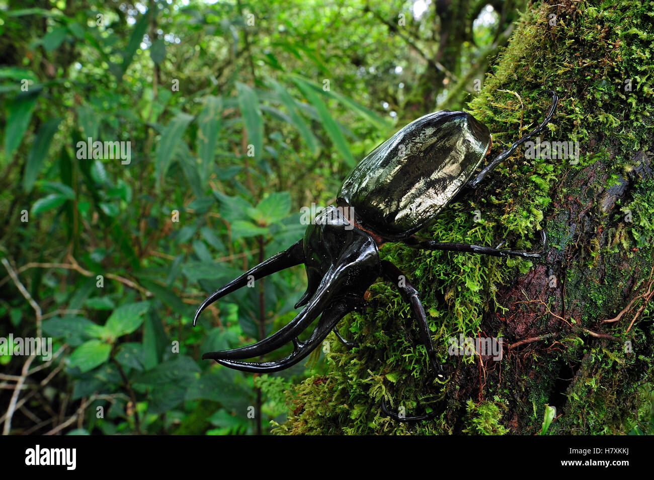 Atlas Beetle (Chalcosoma caucasus) in rainforest, Cameron Highlands ...