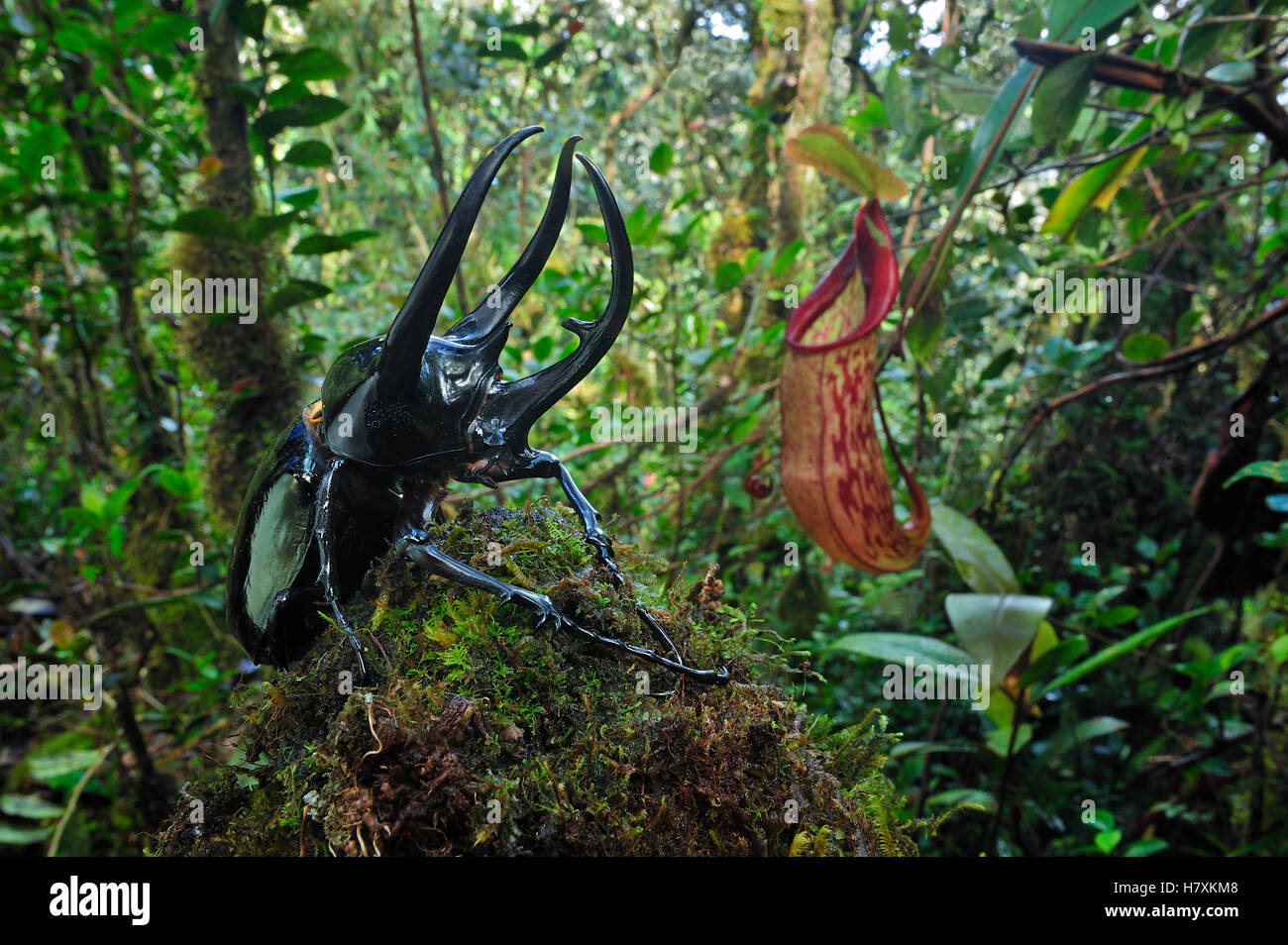 Atlas Beetle (Chalcosoma caucasus) in rainforest, Cameron Highlands ...