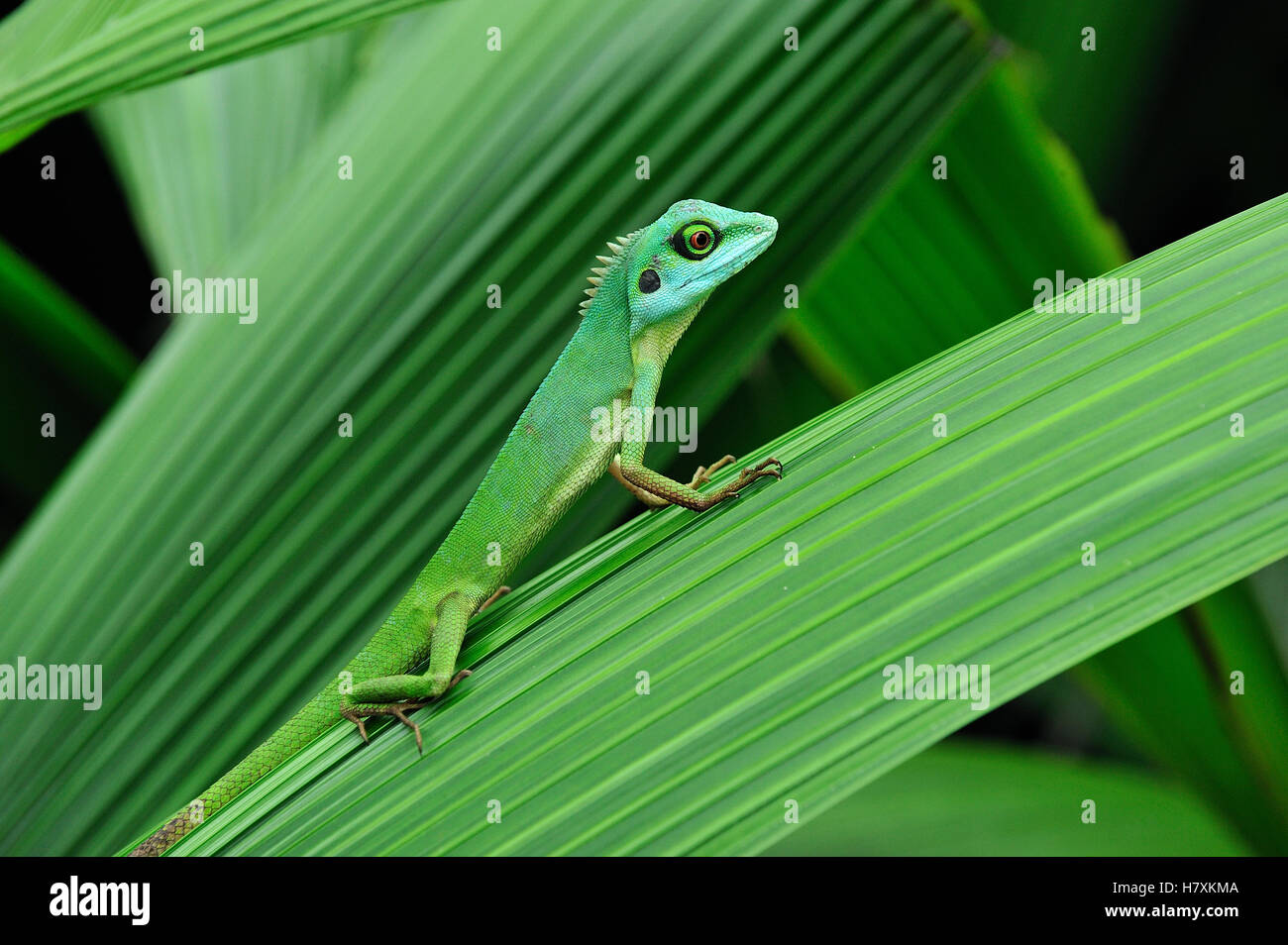 Green Crested Lizard (Bronchocela cristatella), Cameron Highlands ...