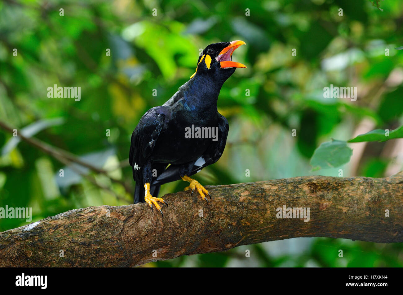 Hill Myna (Gracula religiosa) calling, Kuala Selangor Nature Park ...