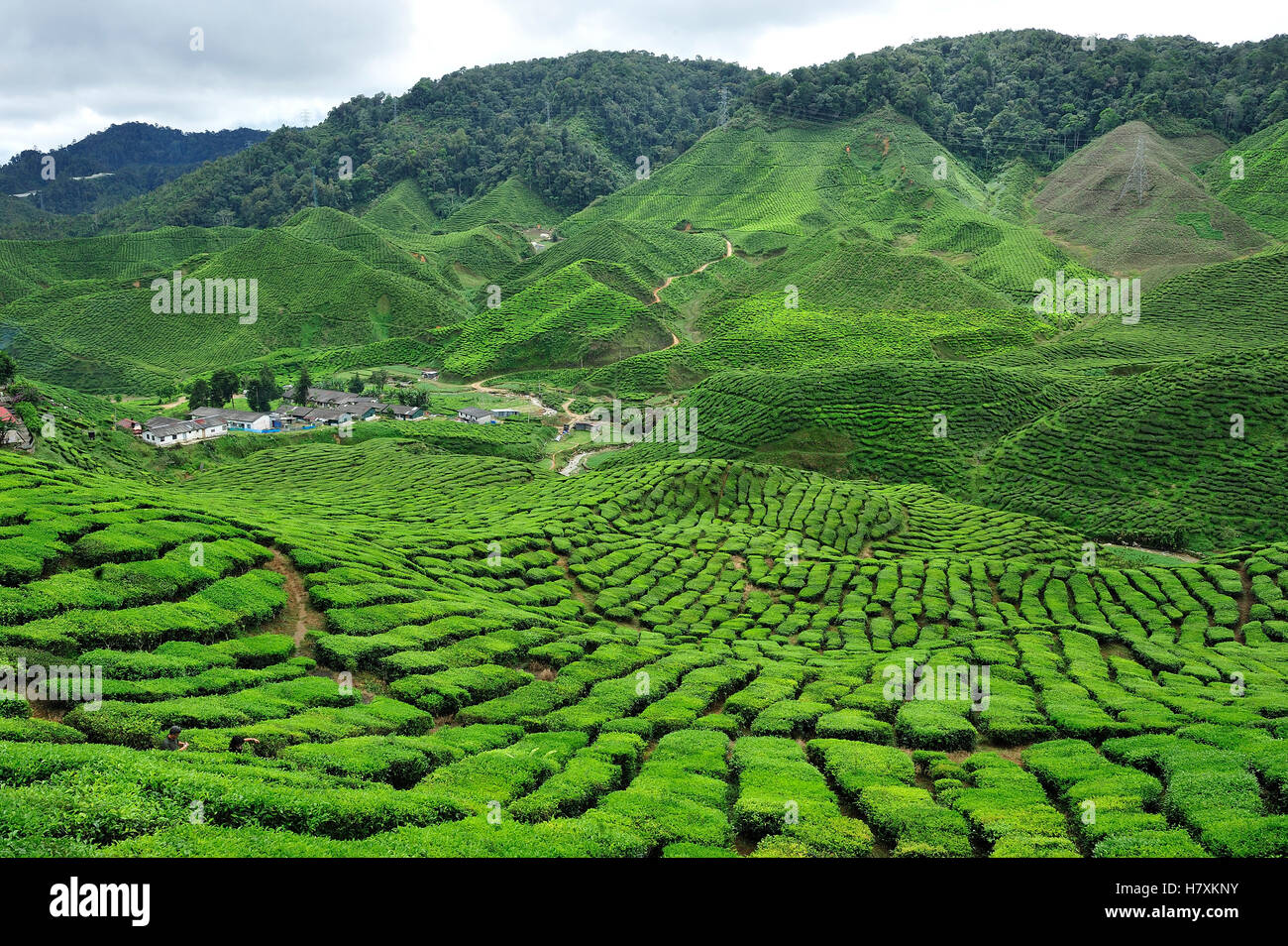 Tea plantations, Cameron Highlands, Malaysia Stock Photo - Alamy