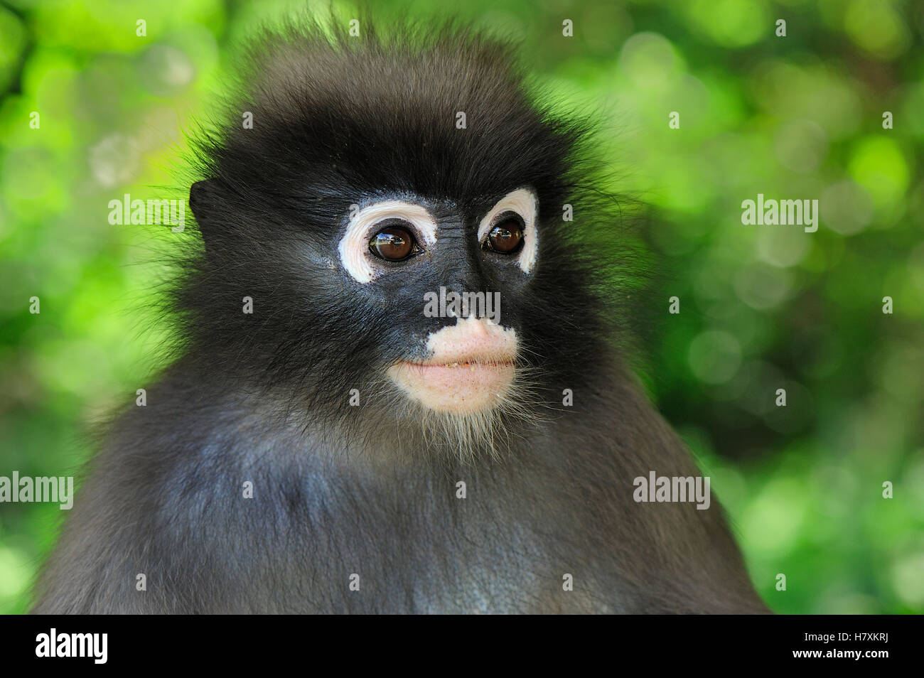 Dusky Leaf Monkey (Trachypithecus obscurus), Khao Sam Roi Yot National ...