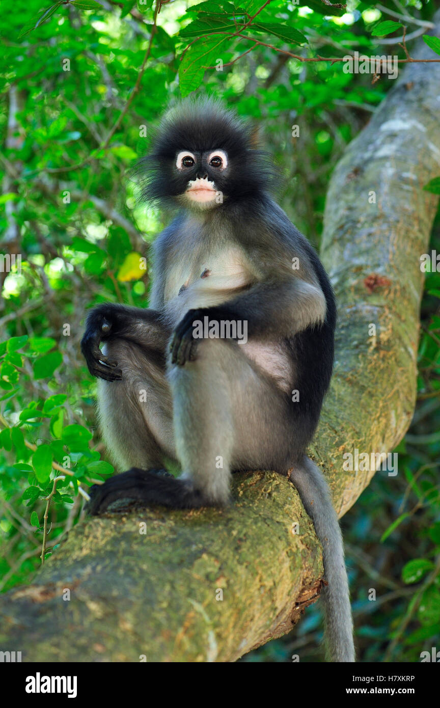 Dusky Leaf Monkey (Trachypithecus obscurus), Khao Sam Roi Yot National Park, Thailand Stock ...