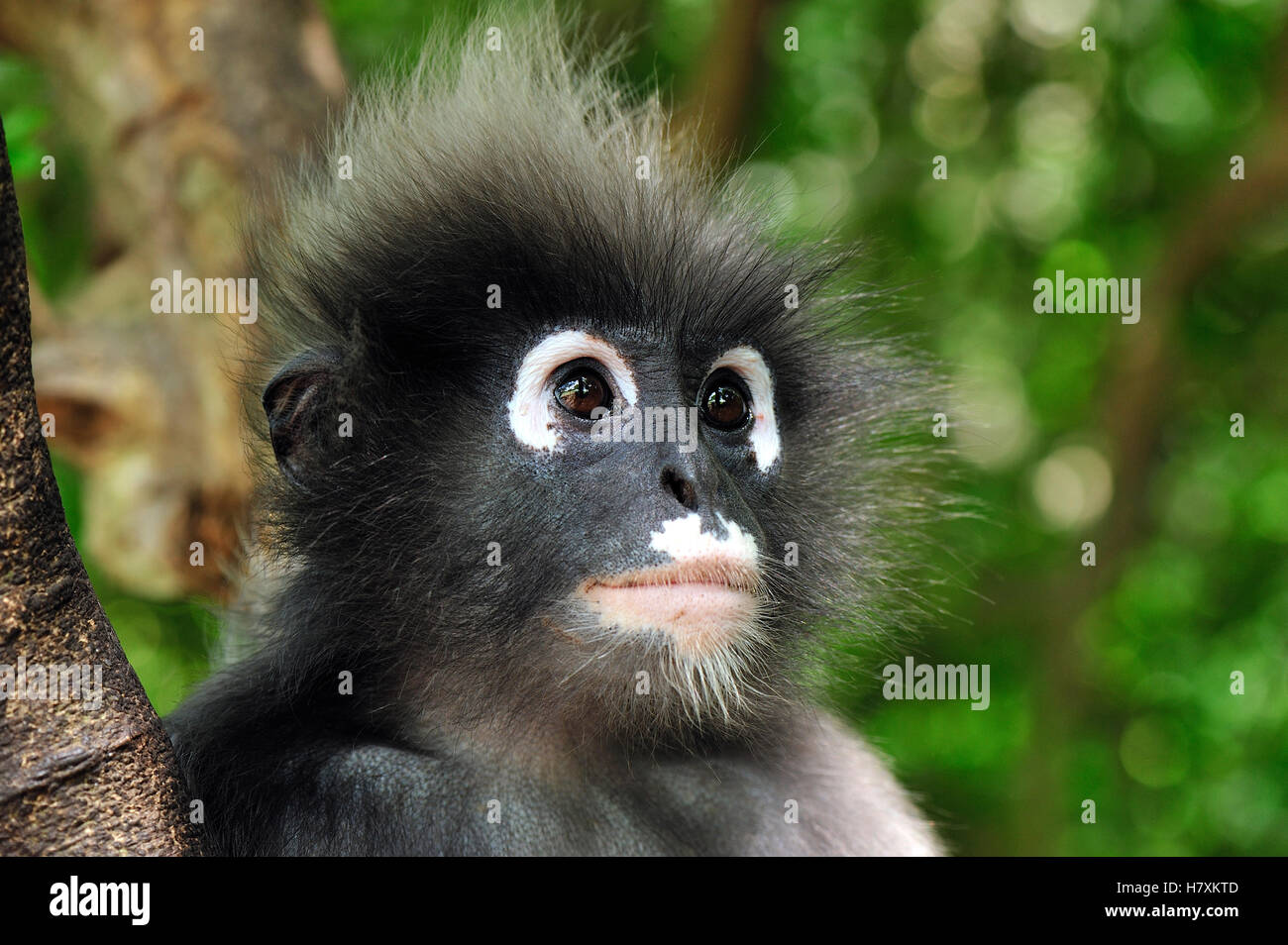 Dusky Leaf Monkey (Trachypithecus obscurus), Khao Sam Roi Yot National ...