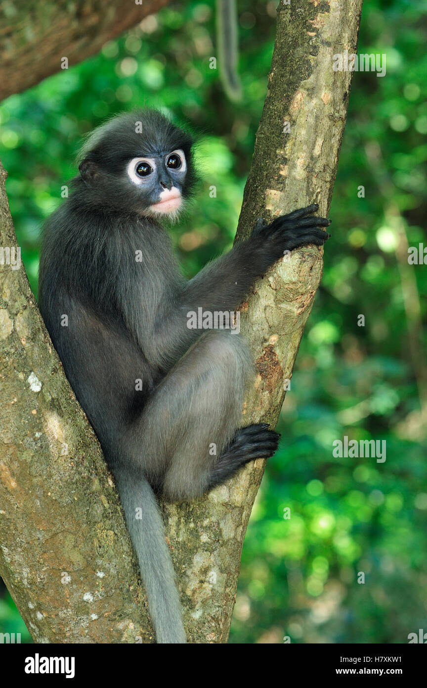 Dusky Leaf Monkey (Trachypithecus obscurus), Khao Sam Roi Yot National ...