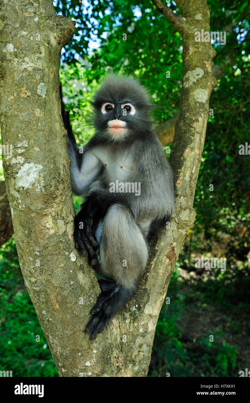 Dusky Leaf Monkey (Trachypithecus obscurus), Khao Sam Roi Yot National Park, Thailand Stock ...