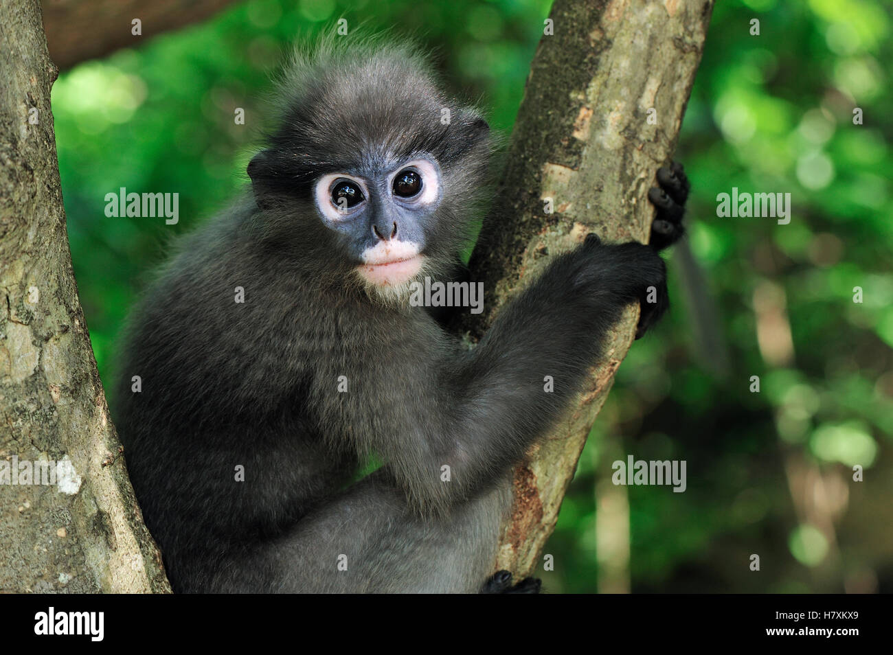 Dusky Leaf Monkey (Trachypithecus obscurus), Khao Sam Roi Yot National Park, Thailand Stock ...