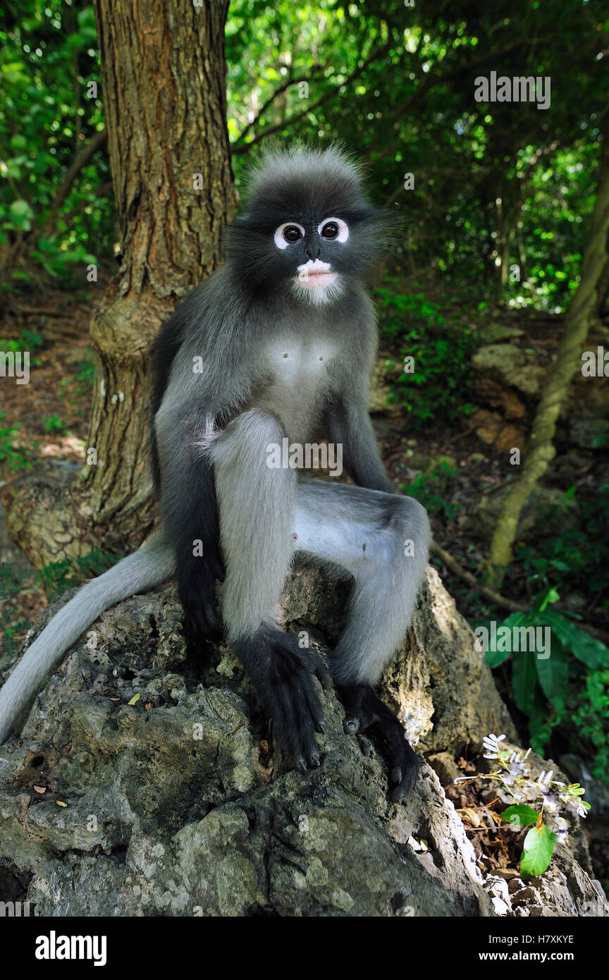 Dusky Leaf Monkey (Trachypithecus obscurus), Khao Sam Roi Yot National ...