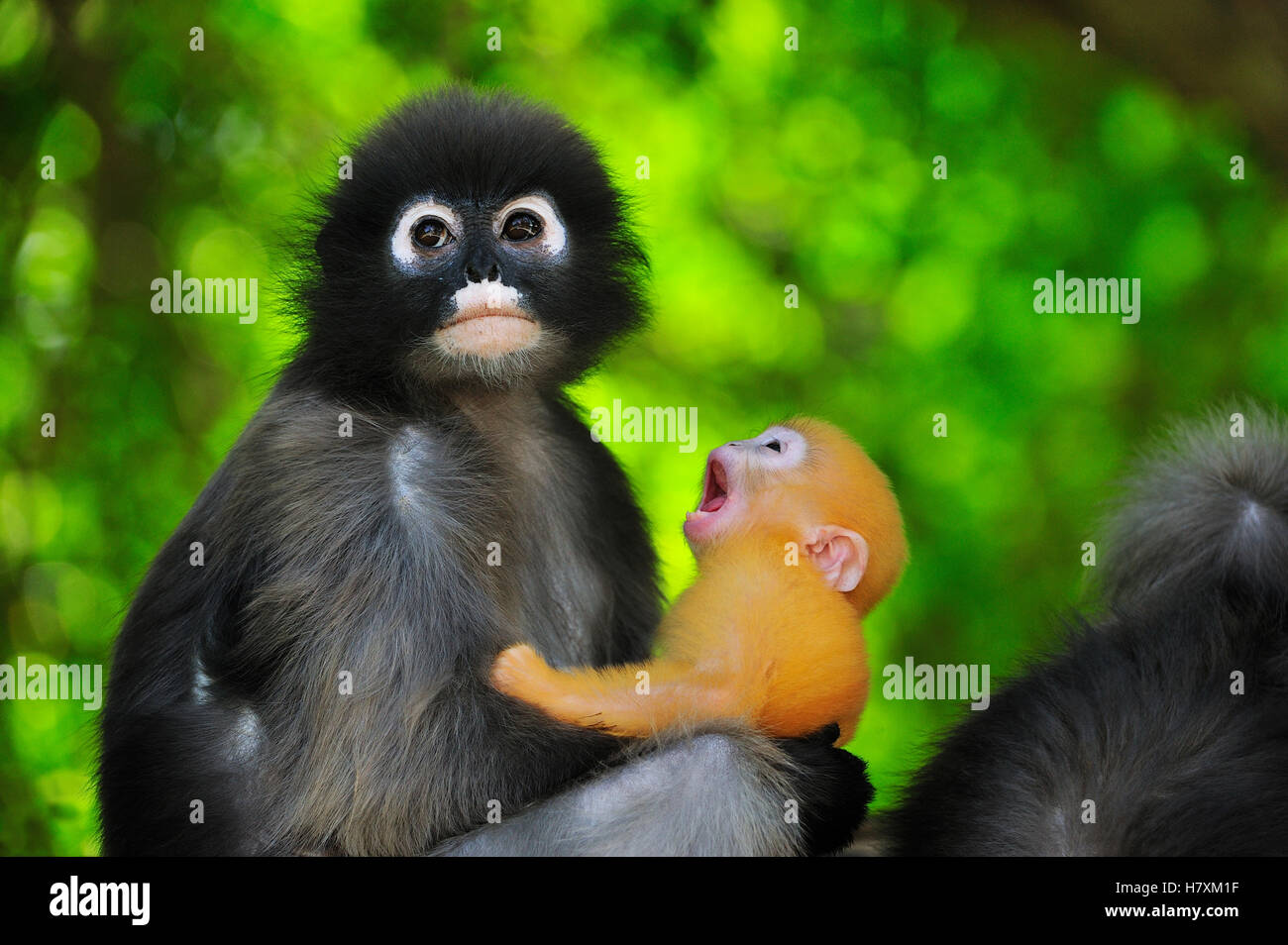Dusky Leaf Monkey (Trachypithecus obscurus) mother with yawning baby ...