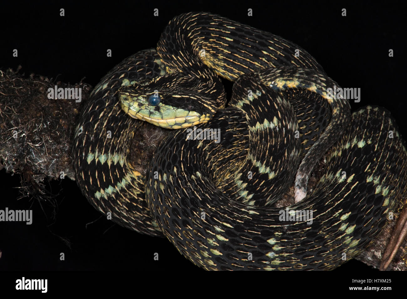 Andean Forest Pitviper (Bothriopsis pulchra) coiled on branch, Ecuador ...