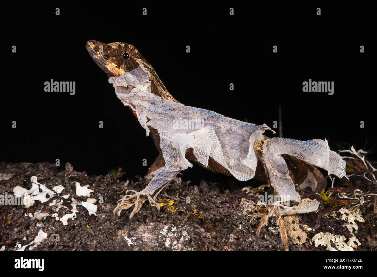 Anolis Lizard (Anolis sp) male shedding, northwest Ecuador Stock Photo ...