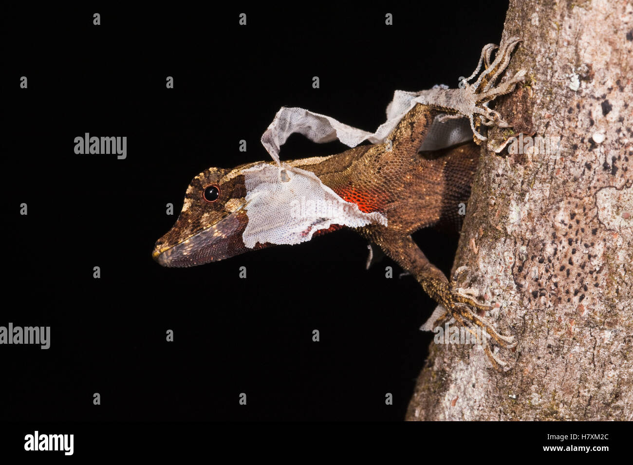 Anolis Lizard (Anolis sp) male shedding, northwest Ecuador Stock Photo ...