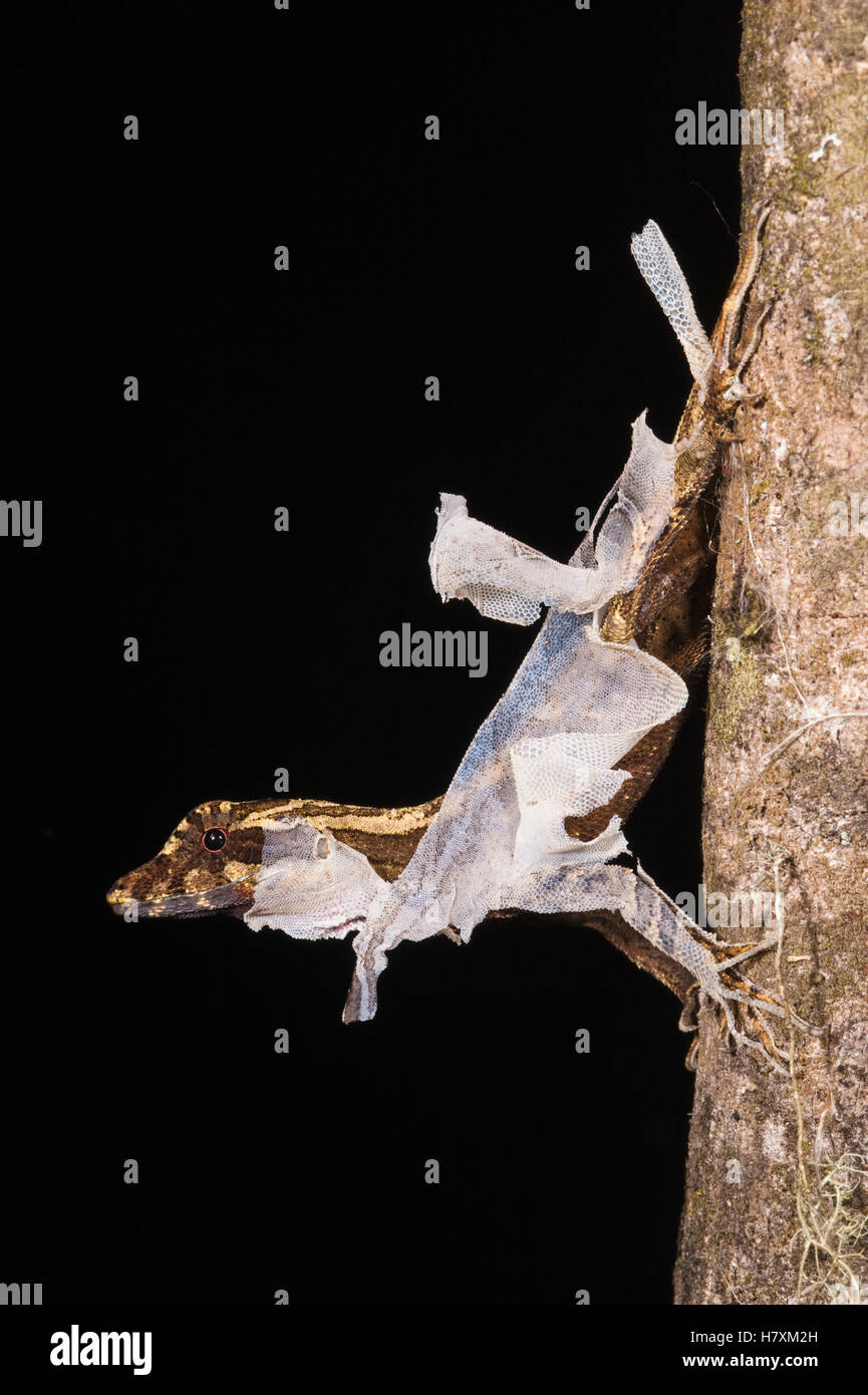 Anolis Lizard (Anolis sp) male shedding, northwest Ecuador Stock Photo ...