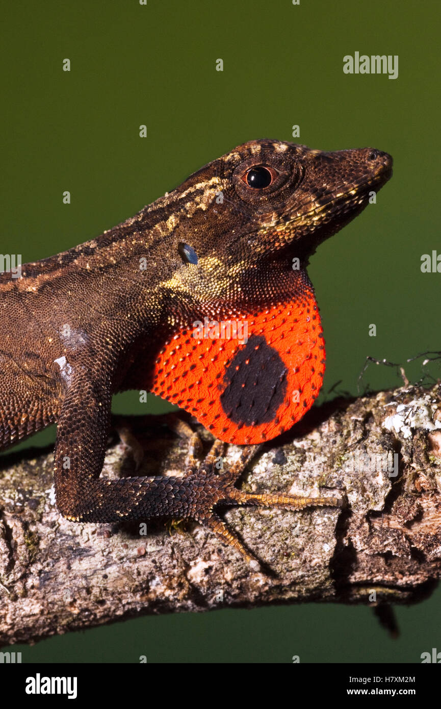 Anolis Lizard (Anolis sp) male extending dewlap, northwest Ecuador ...