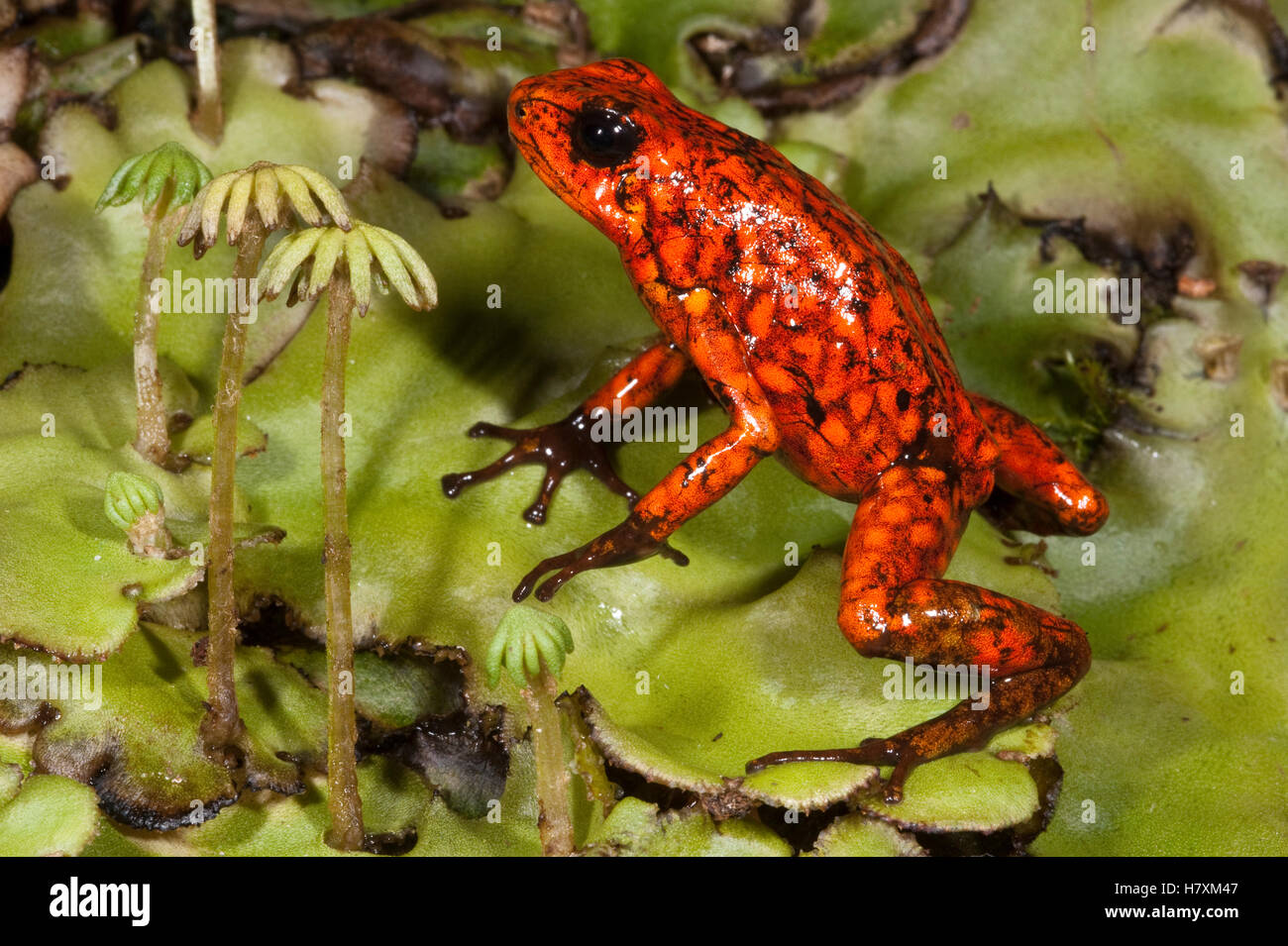 Splendid Poison Dart Frog (Dendrobates sylvaticus), northwest Ecuador ...