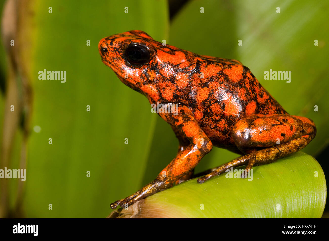 Splendid Poison Dart Frog (Dendrobates sylvaticus), northwest Ecuador ...