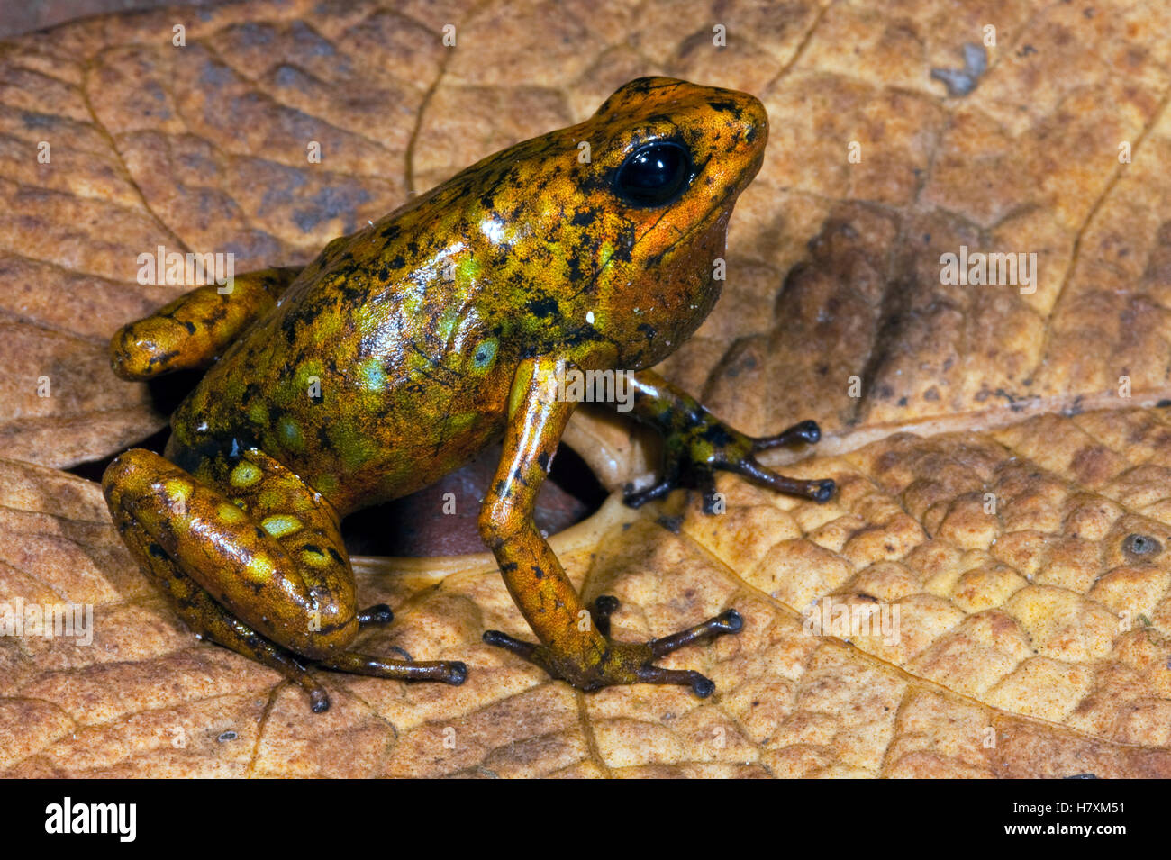 Splendid Poison Dart Frog (Dendrobates sylvaticus), northwest Ecuador ...