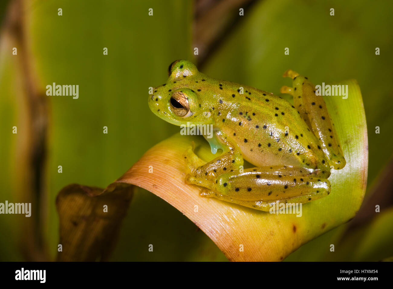 Emerald Glass Frog (Centrolene prosoblepon), northwest Ecuador Stock ...