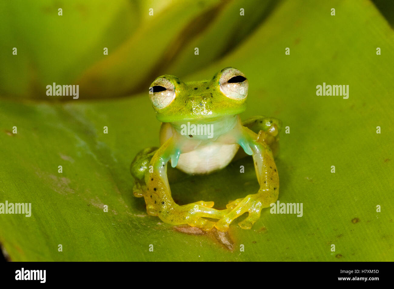 Emerald Glass Frog (Centrolene prosoblepon), northwest Ecuador Stock ...