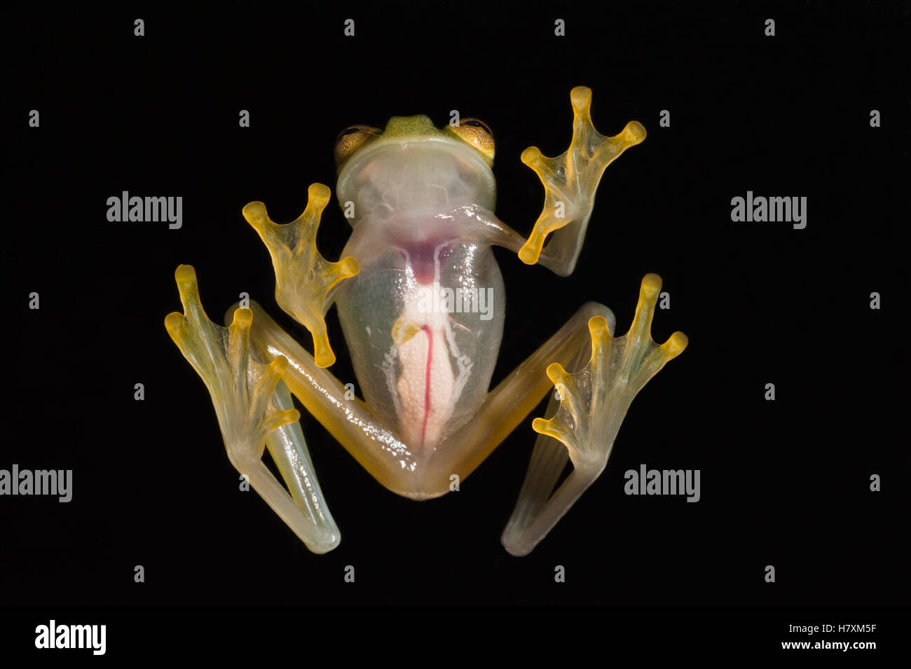 Northern Glassfrog (Hyalinobatrachium fleischmanni) underside showing ...