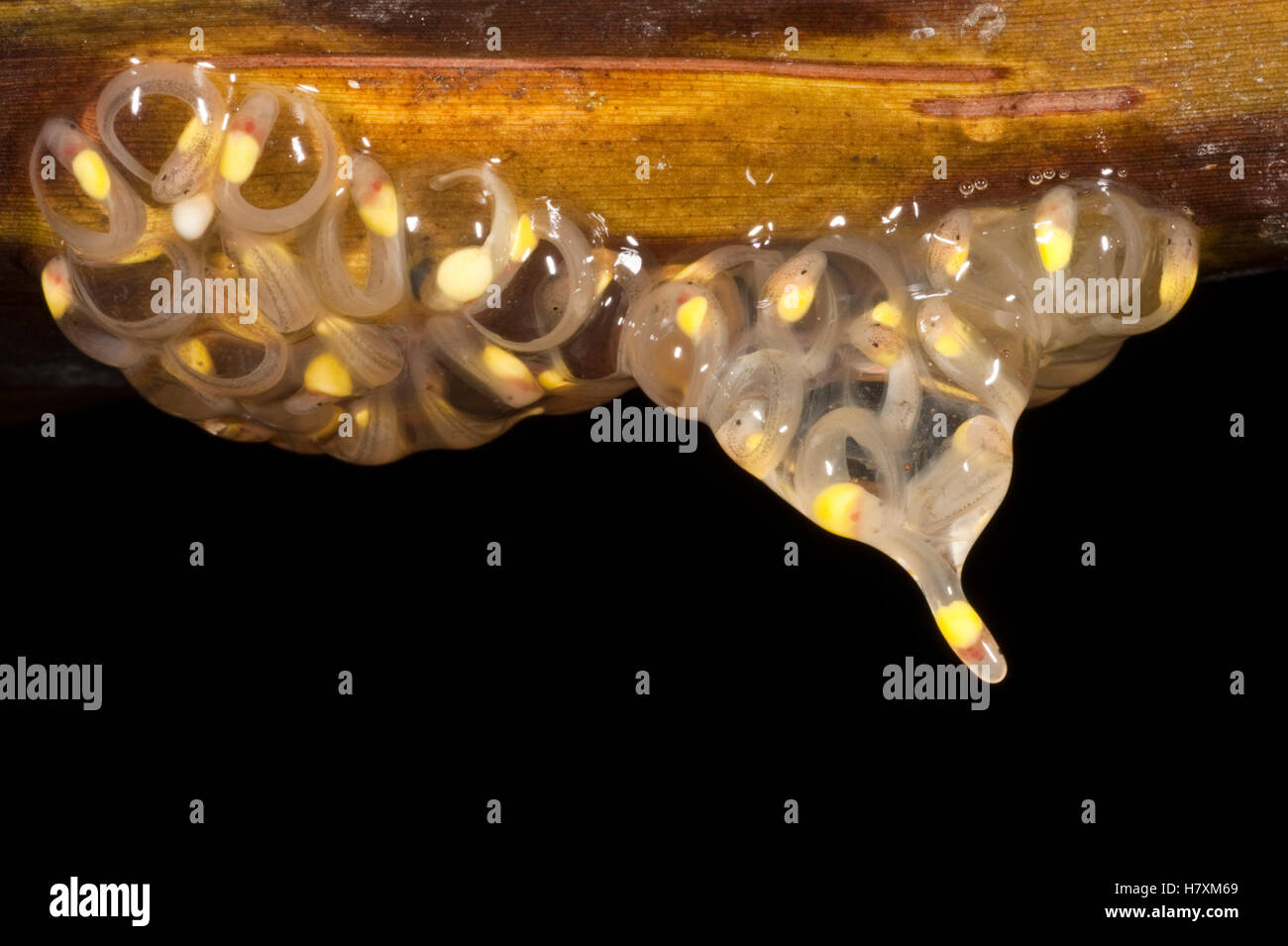 Glass Frog (Hyalinobatrachium aureoguttatum) eggs with tappoles ...