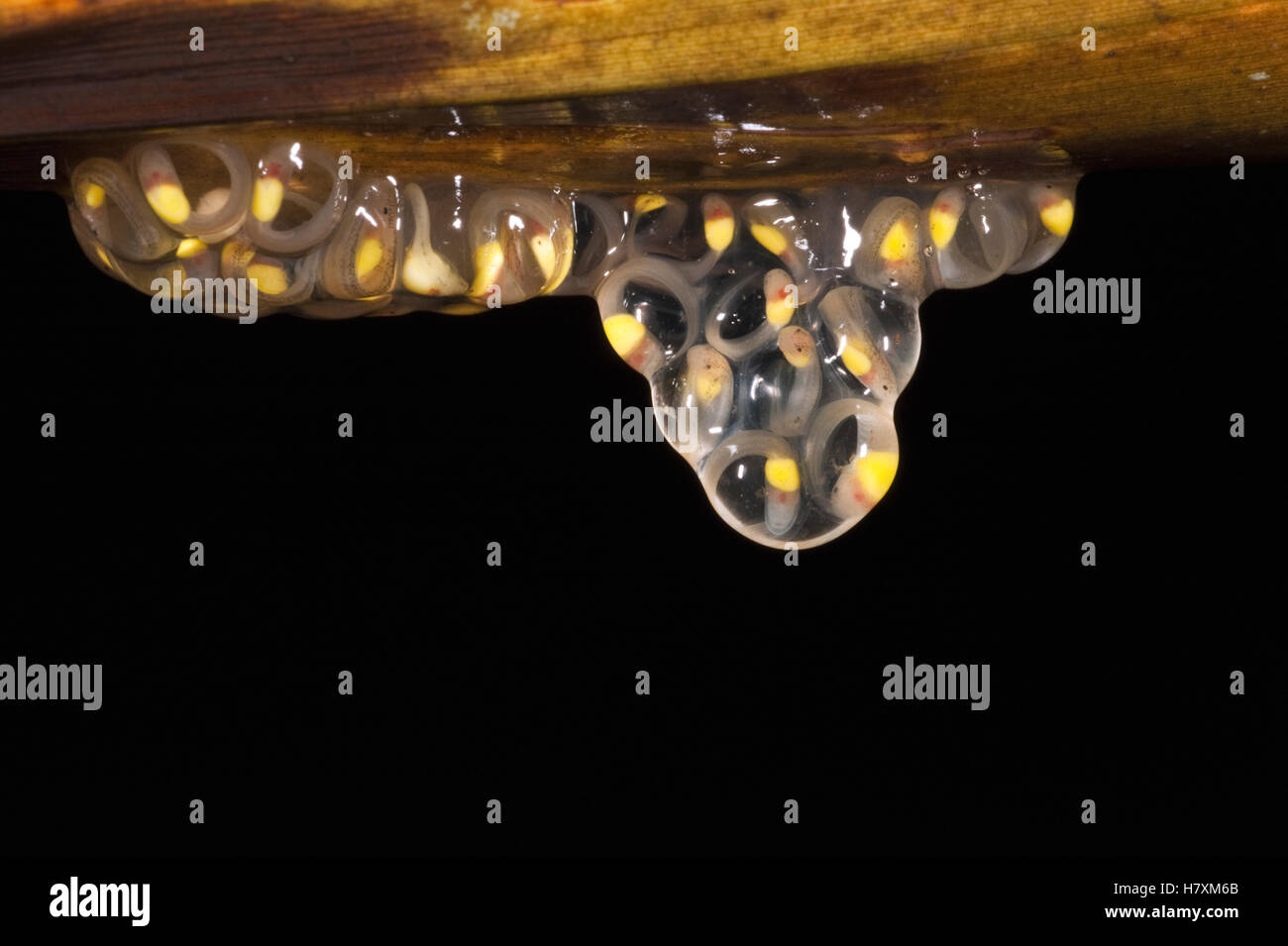 Glass Frog (Hyalinobatrachium aureoguttatum) eggs with tappoles ...