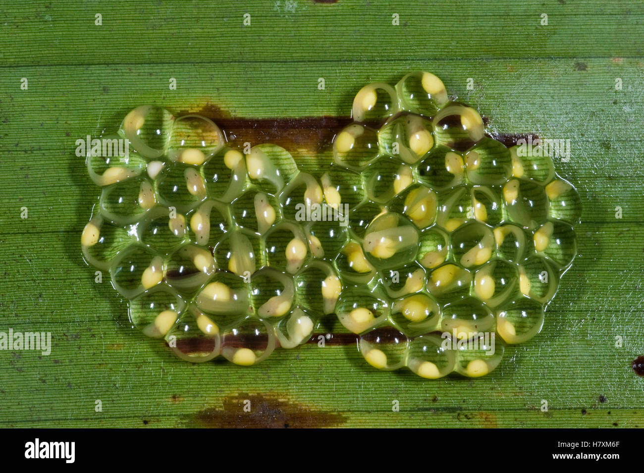 Glass Frog (Hyalinobatrachium aureoguttatum) eggs showing developing tadpoles, northwest Ecuador ...