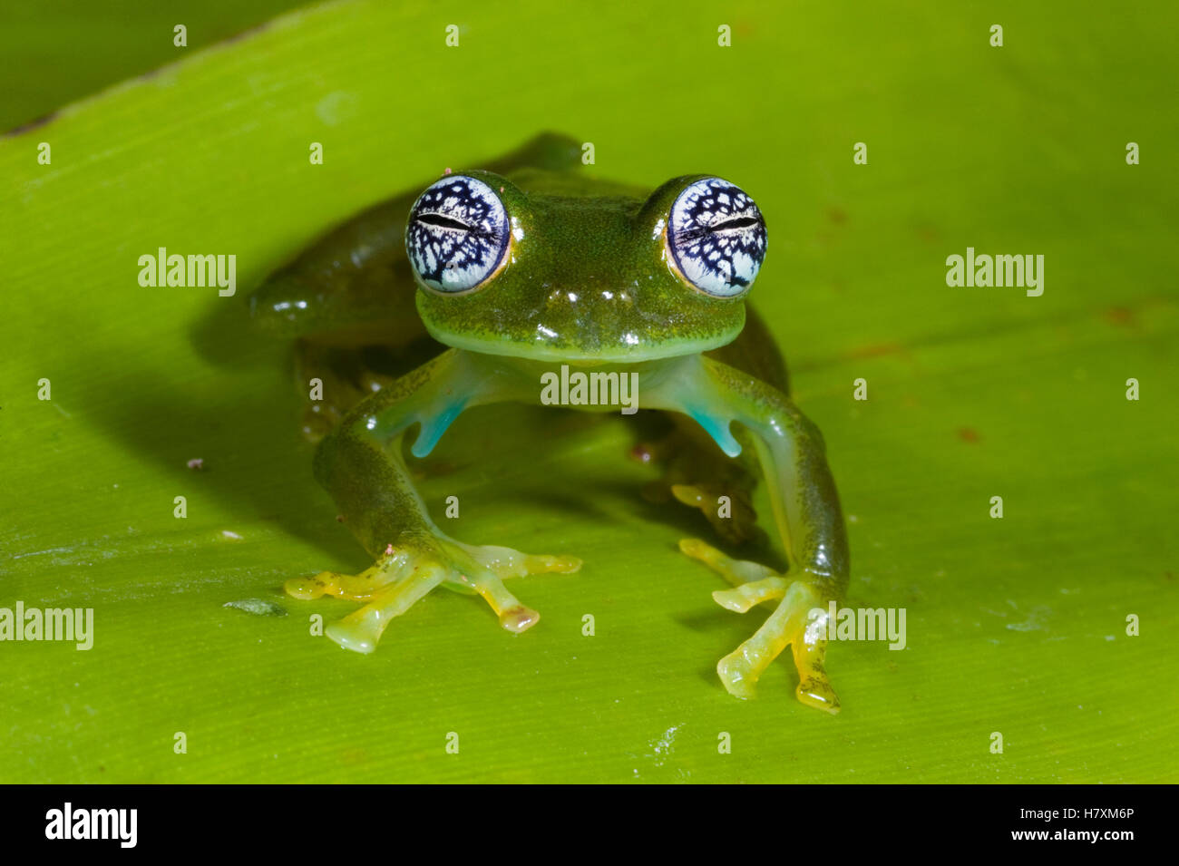 Glass Frog (Espadarana callistomma), northwest Ecuador Stock Photo - Alamy