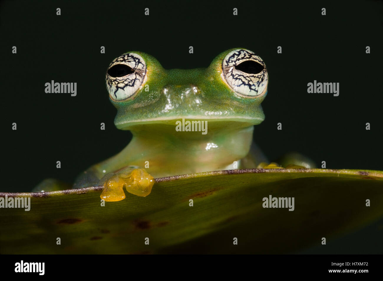 Glass Frog (Espadarana callistomma), northwest Ecuador Stock Photo - Alamy