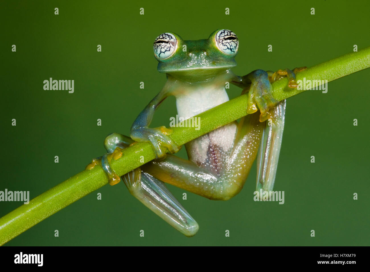 Glass Frog (Espadarana callistomma), northwest Ecuador Stock Photo - Alamy