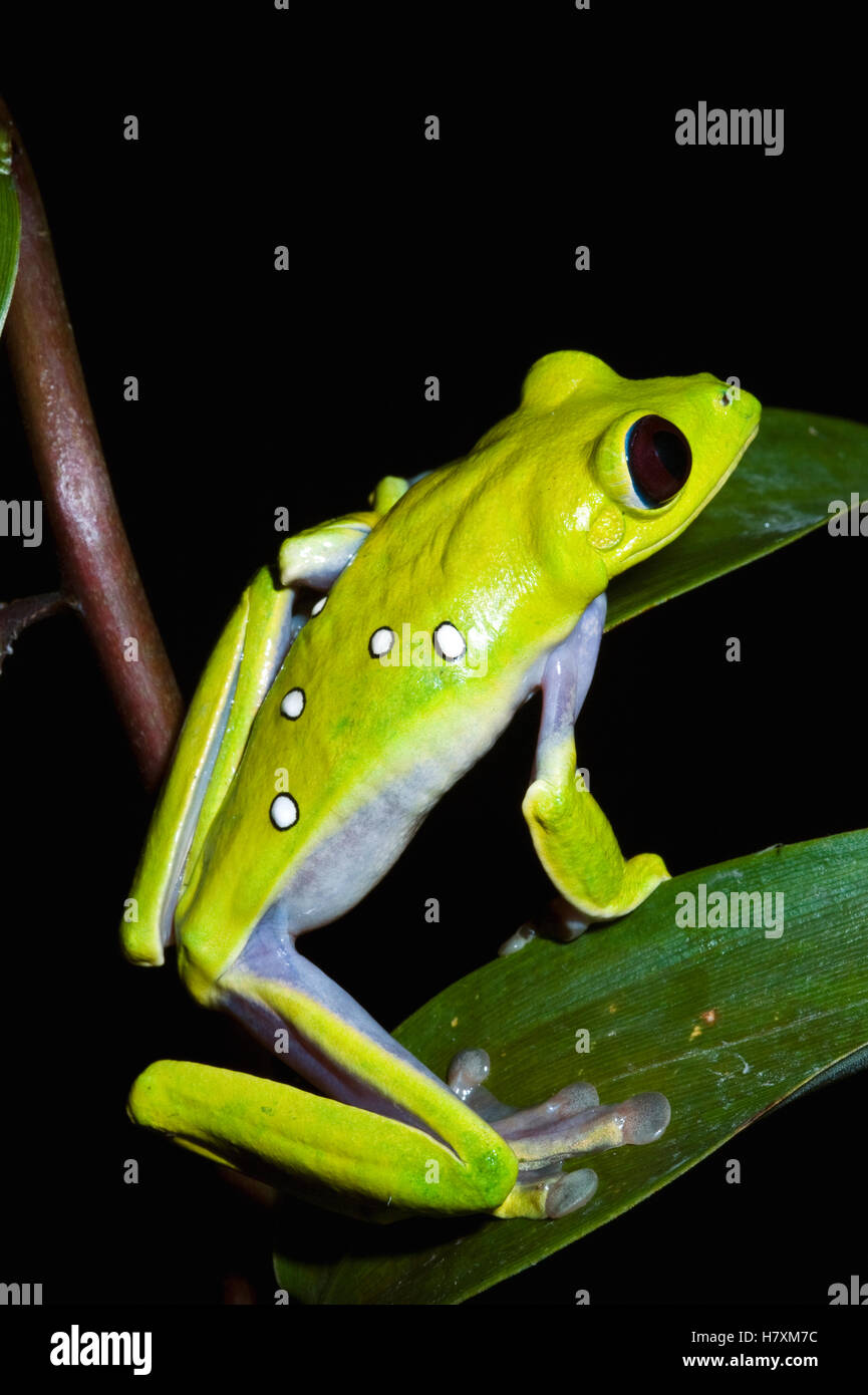 Gliding Leaf Frog (Agalychnis spurrelli), northwest Ecuador Stock Photo ...