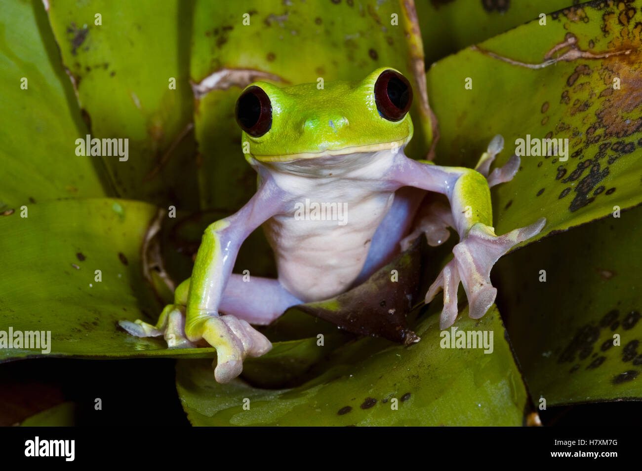 Gliding Leaf Frog (Agalychnis spurrelli) in bromeliad, northwest ...