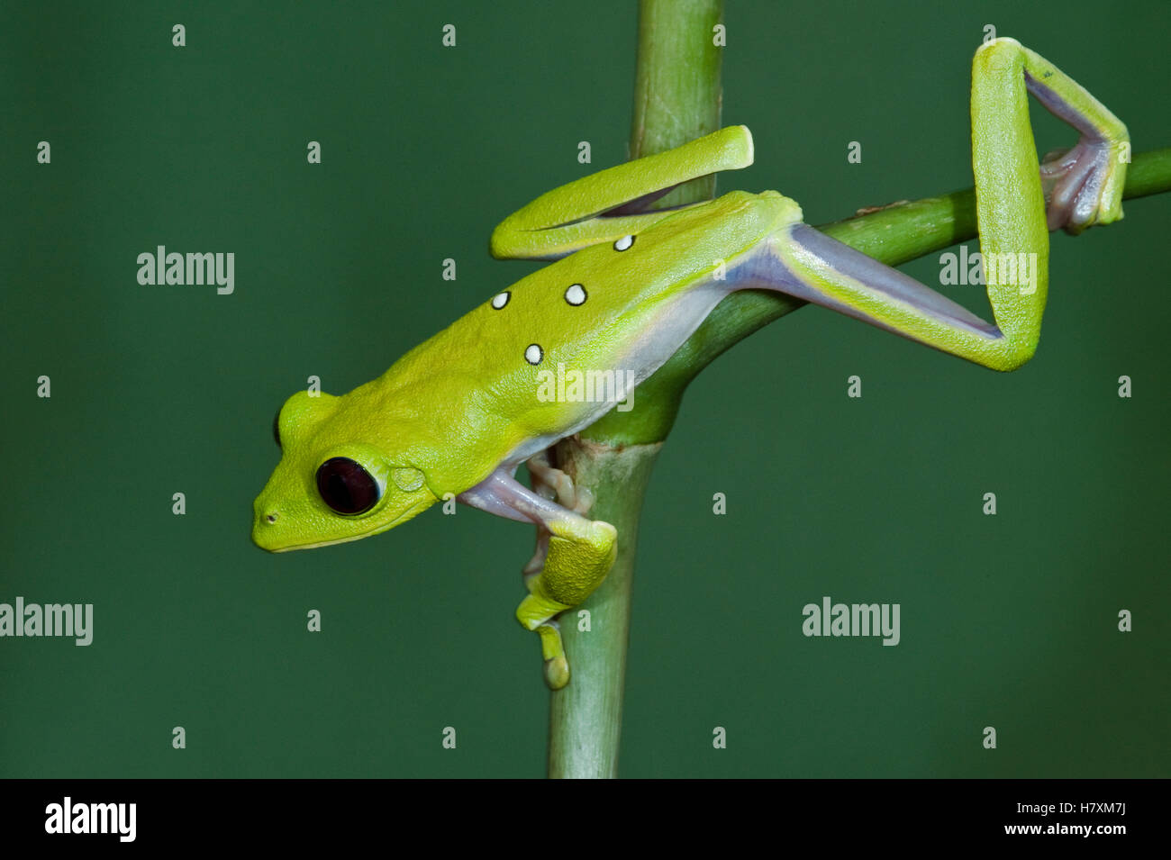 Gliding Leaf Frog (Agalychnis spurrelli), northwest Ecuador Stock Photo ...