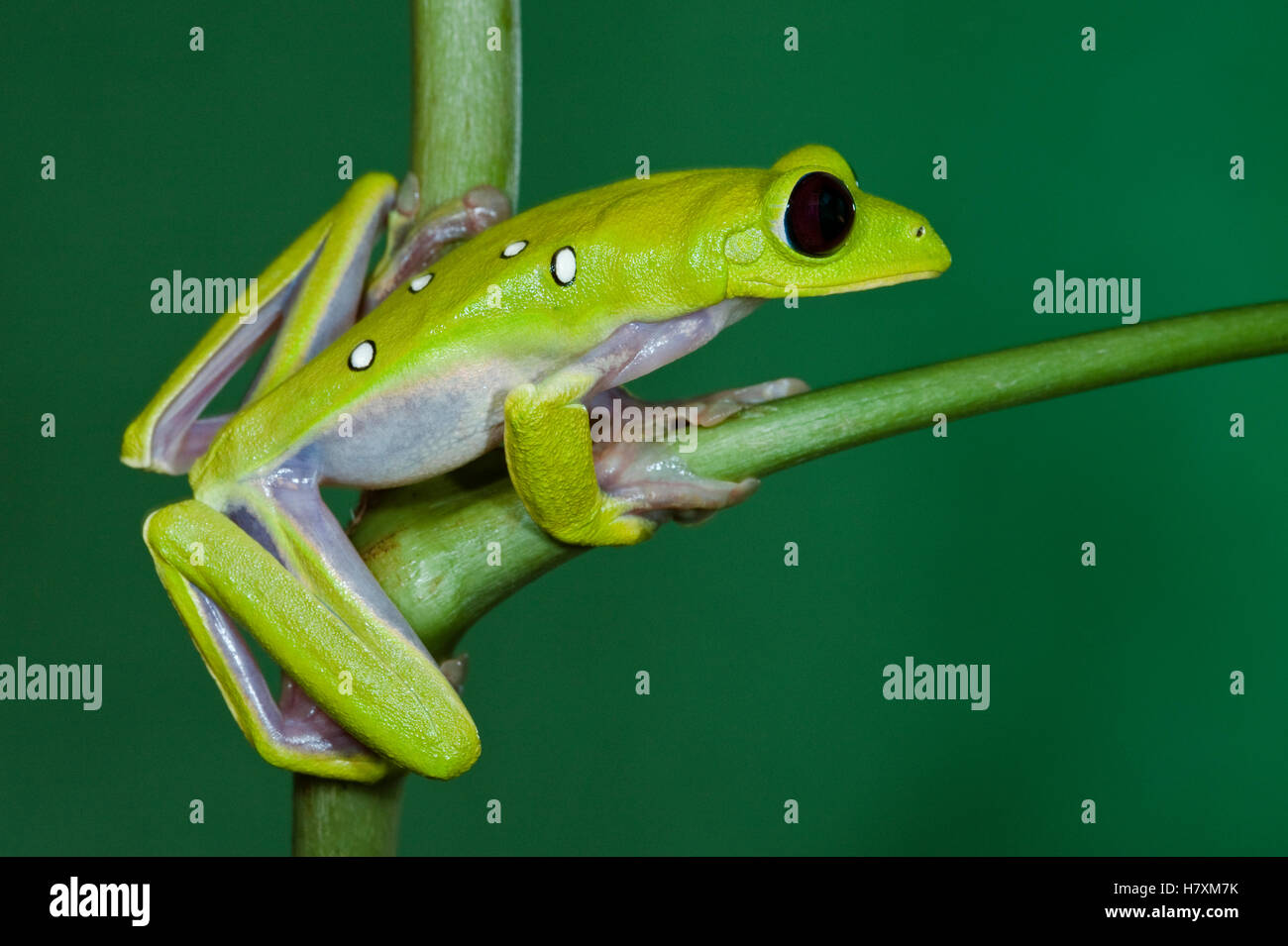 Gliding Leaf Frog (Agalychnis spurrelli), northwest Ecuador Stock Photo ...