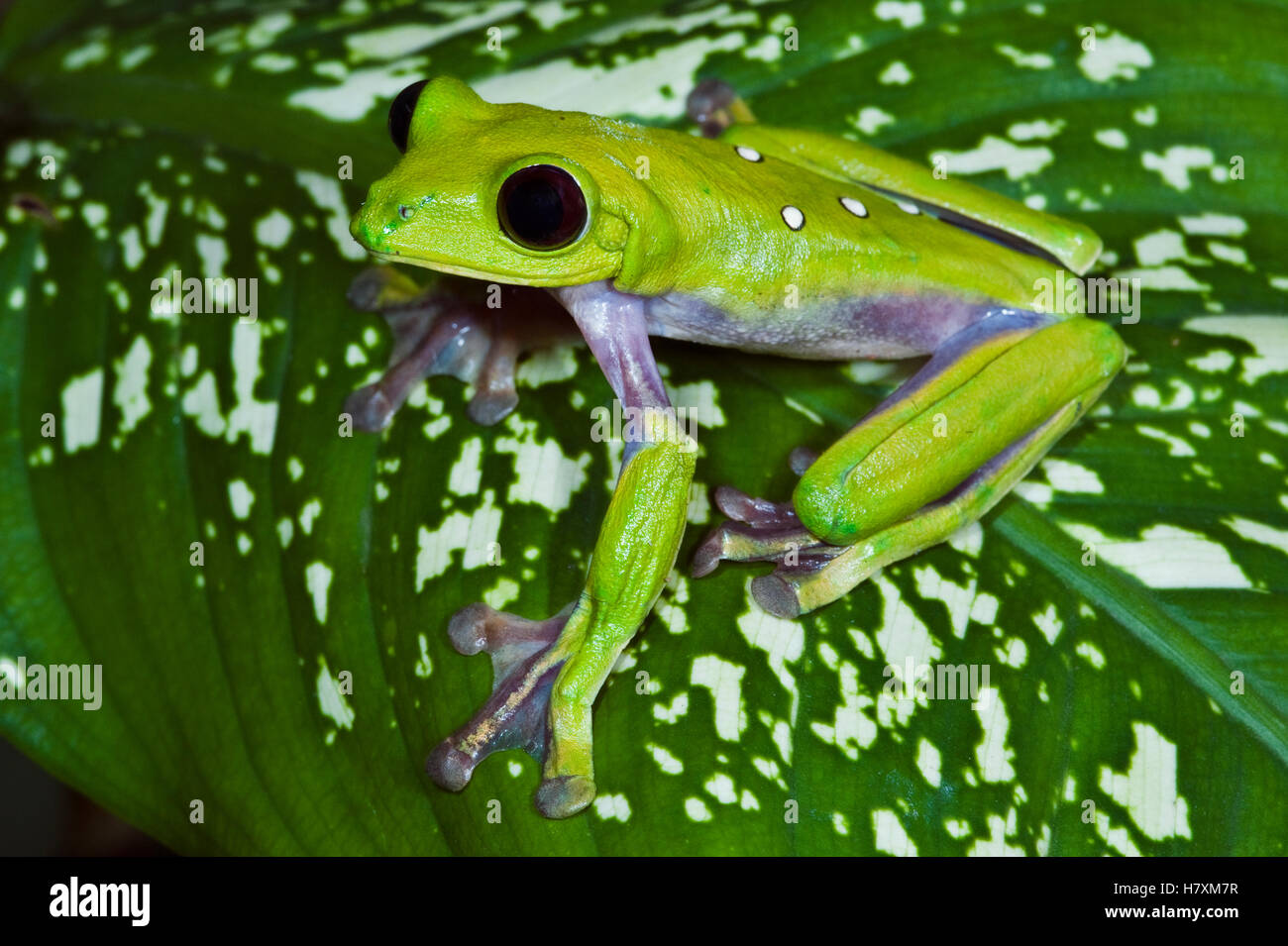 Gliding Leaf Frog (Agalychnis spurrelli), northwest Ecuador Stock Photo ...