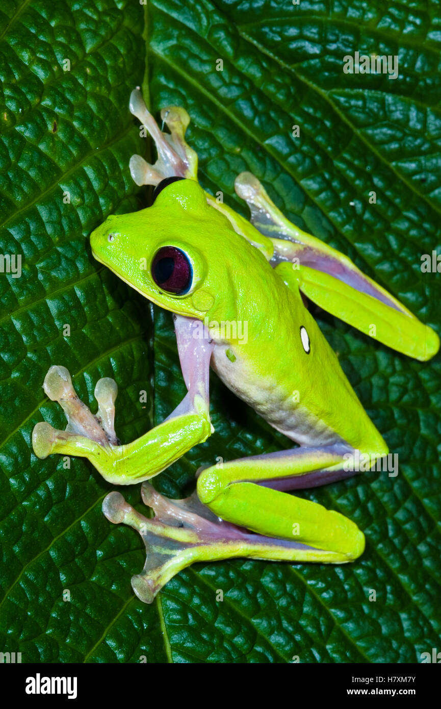 Gliding Leaf Frog (Agalychnis spurrelli), northwest Ecuador Stock Photo ...