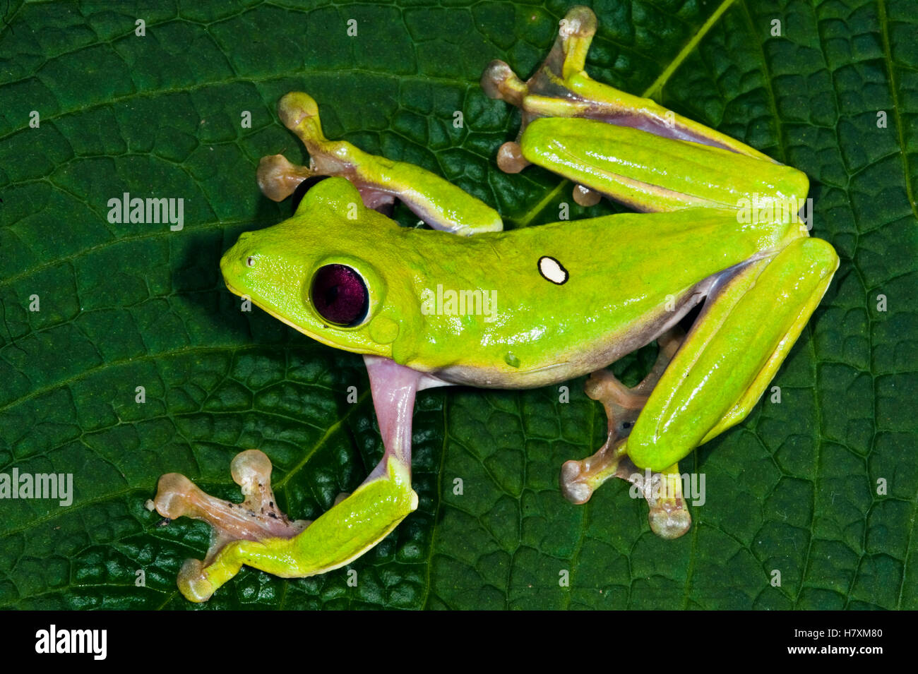 Gliding Leaf Frog (Agalychnis spurrelli), northwest Ecuador Stock Photo ...