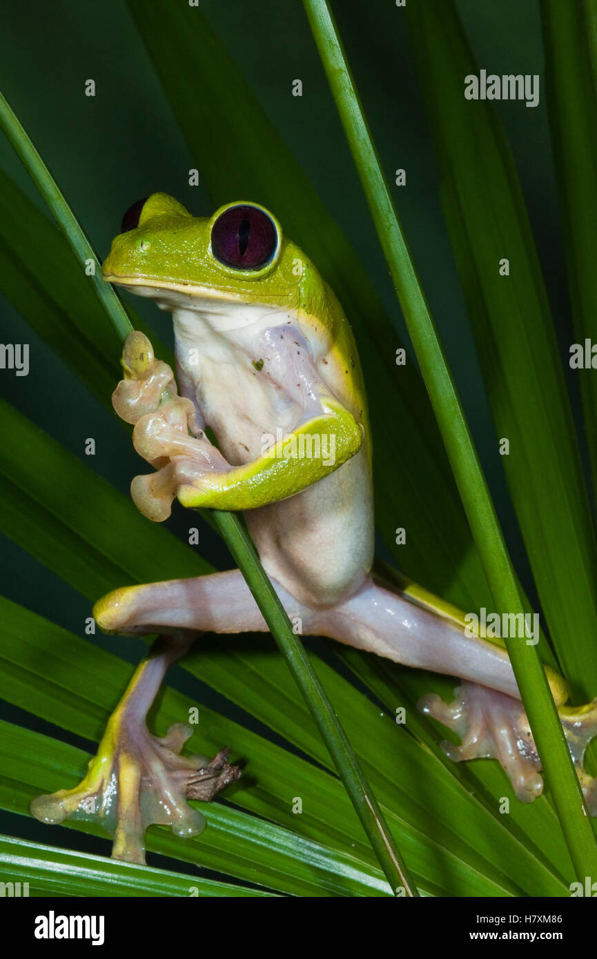Gliding Leaf Frog (Agalychnis spurrelli), northwest Ecuador Stock Photo ...