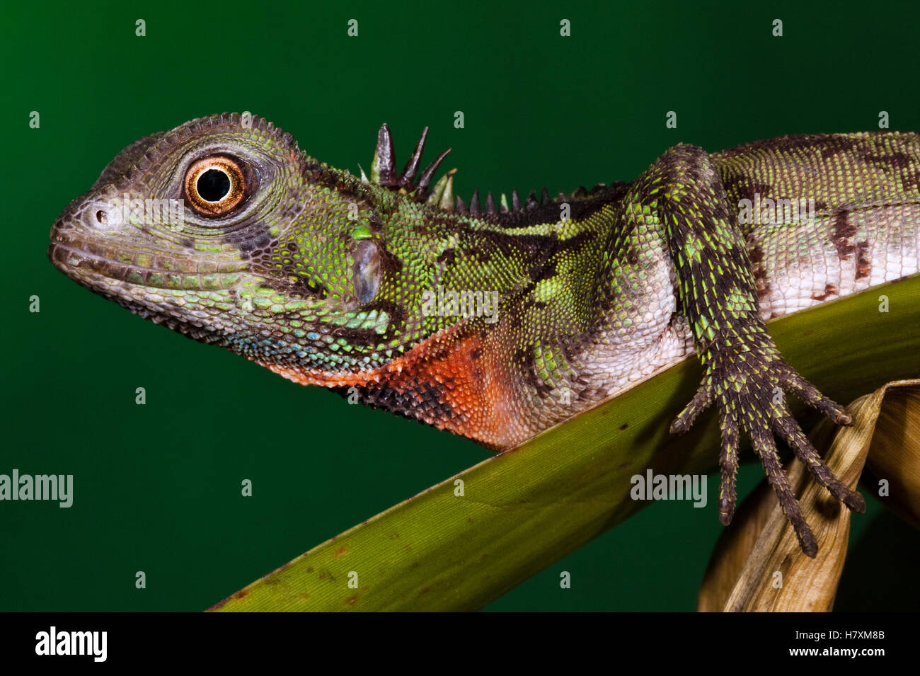 Amazon Wood Lizard (Enyalioides laticeps), Amazon, southern Ecuador ...