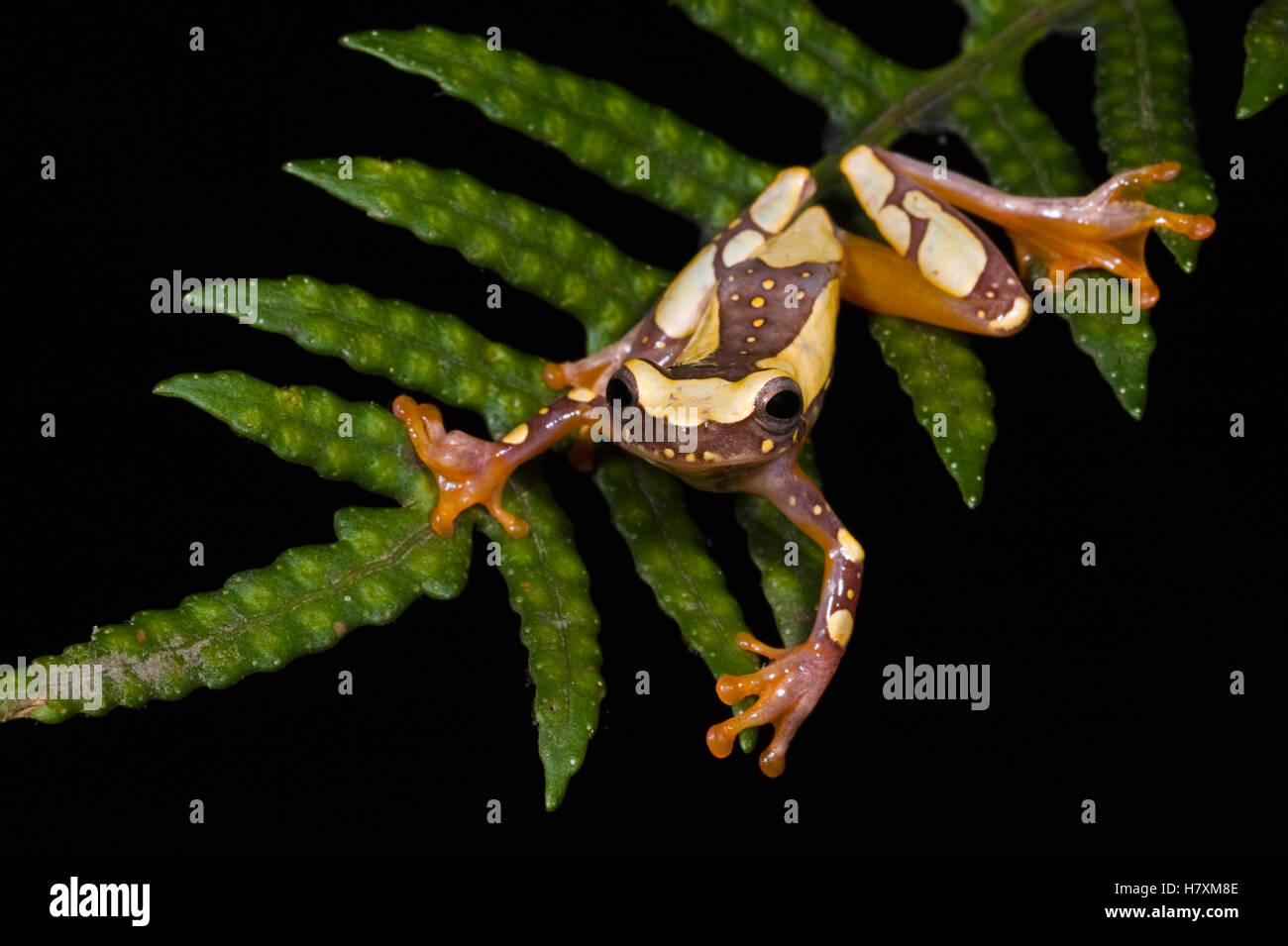 Golden Palm Tree Frog (Dendropsophus ebraccatus) on fern, northwest ...