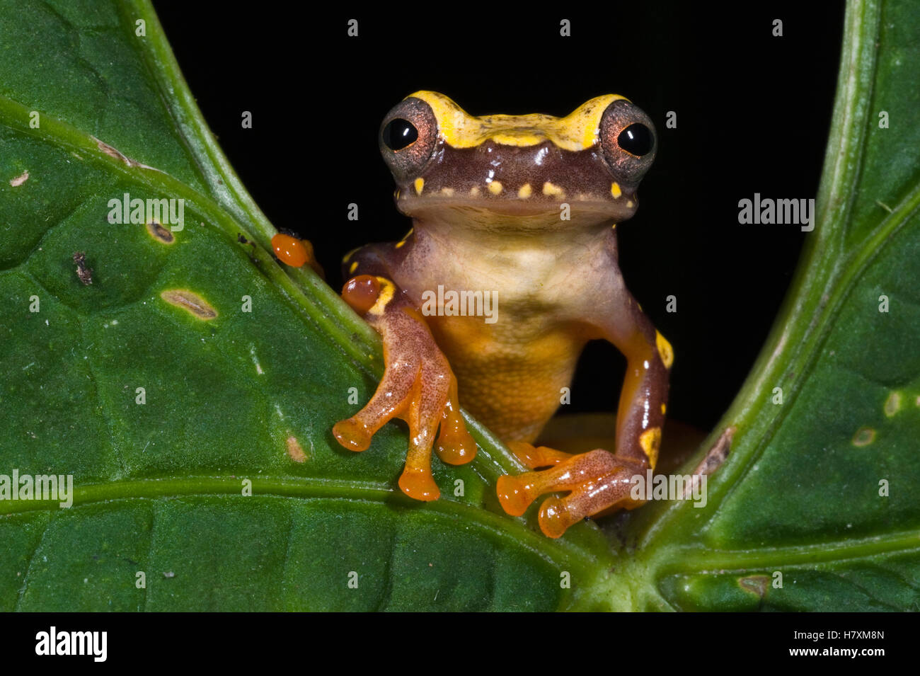Golden Palm Tree Frog (Dendropsophus ebraccatus), northwest Ecuador ...