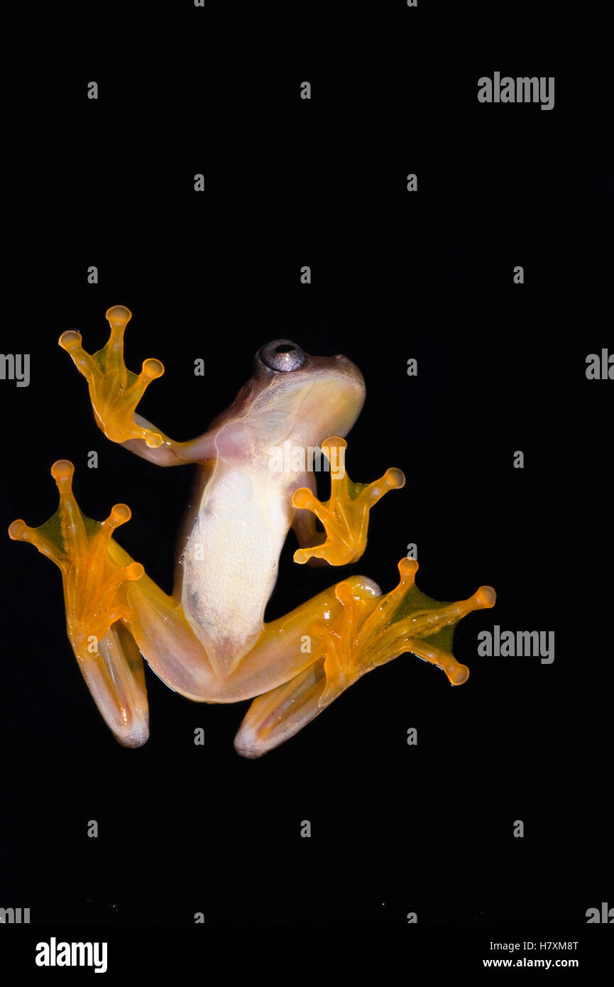Golden Palm Tree Frog (Dendropsophus ebraccatus) underside through ...