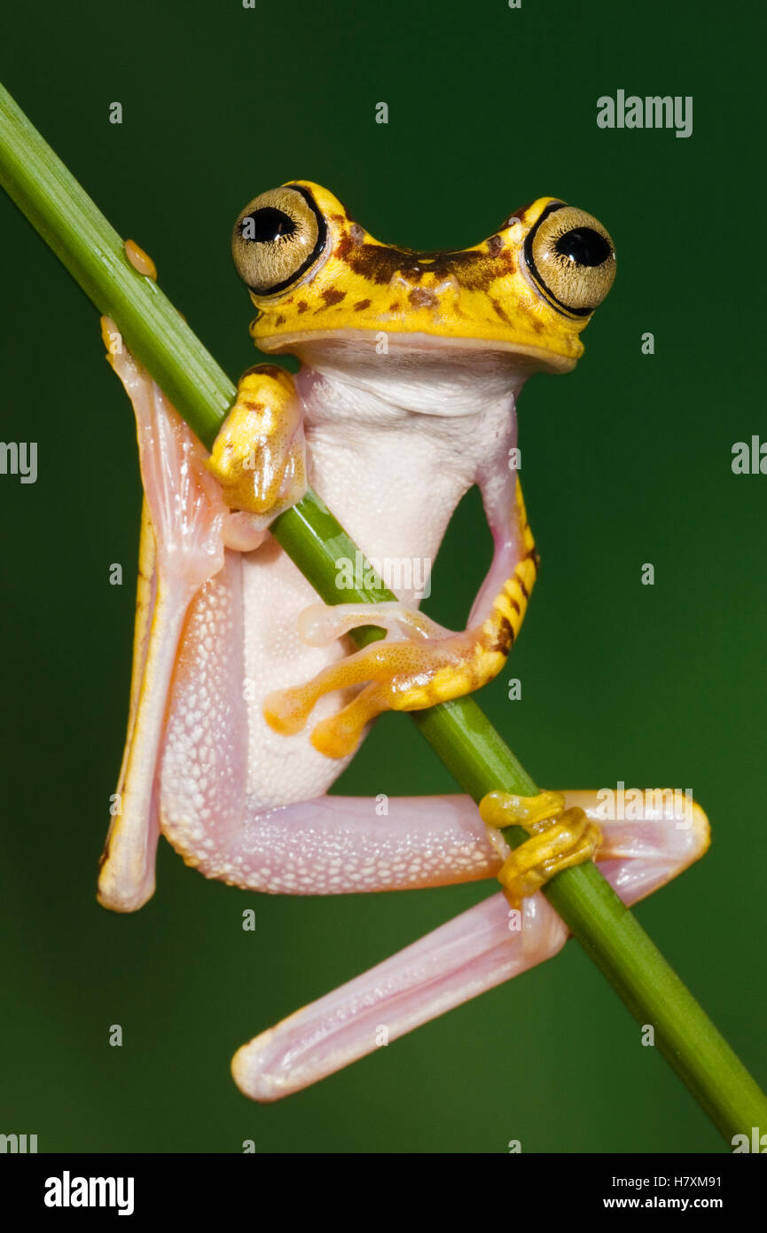 Chachi Tree Frog (Hypsiboas picturatus), northwest Ecuador Stock Photo ...